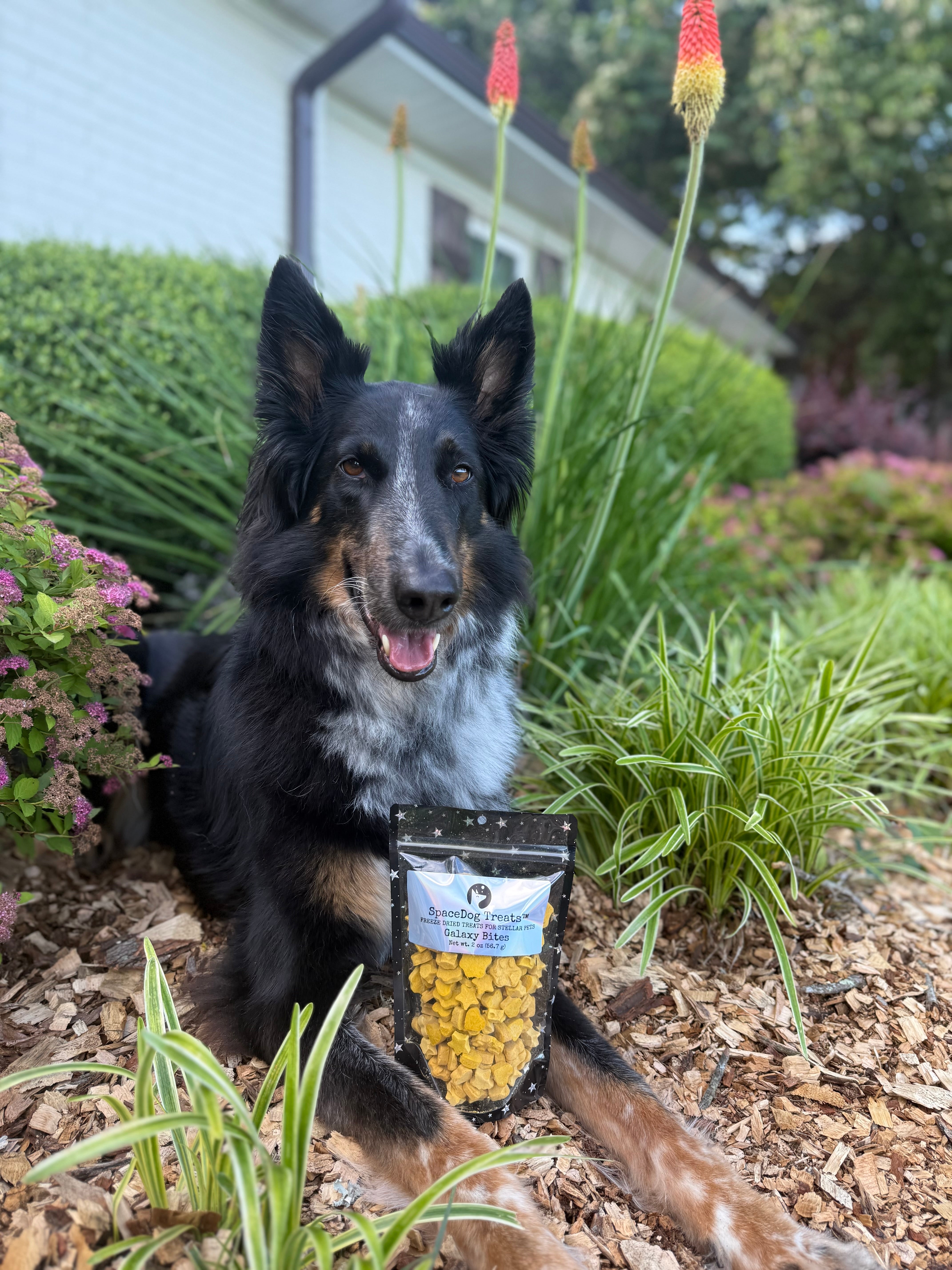 Galaxy Bites – SpaceDog Treats LLC